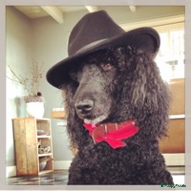 Maltipoo Honden Ras: Karakter, Levensduur & Prijs | Puppyplaats