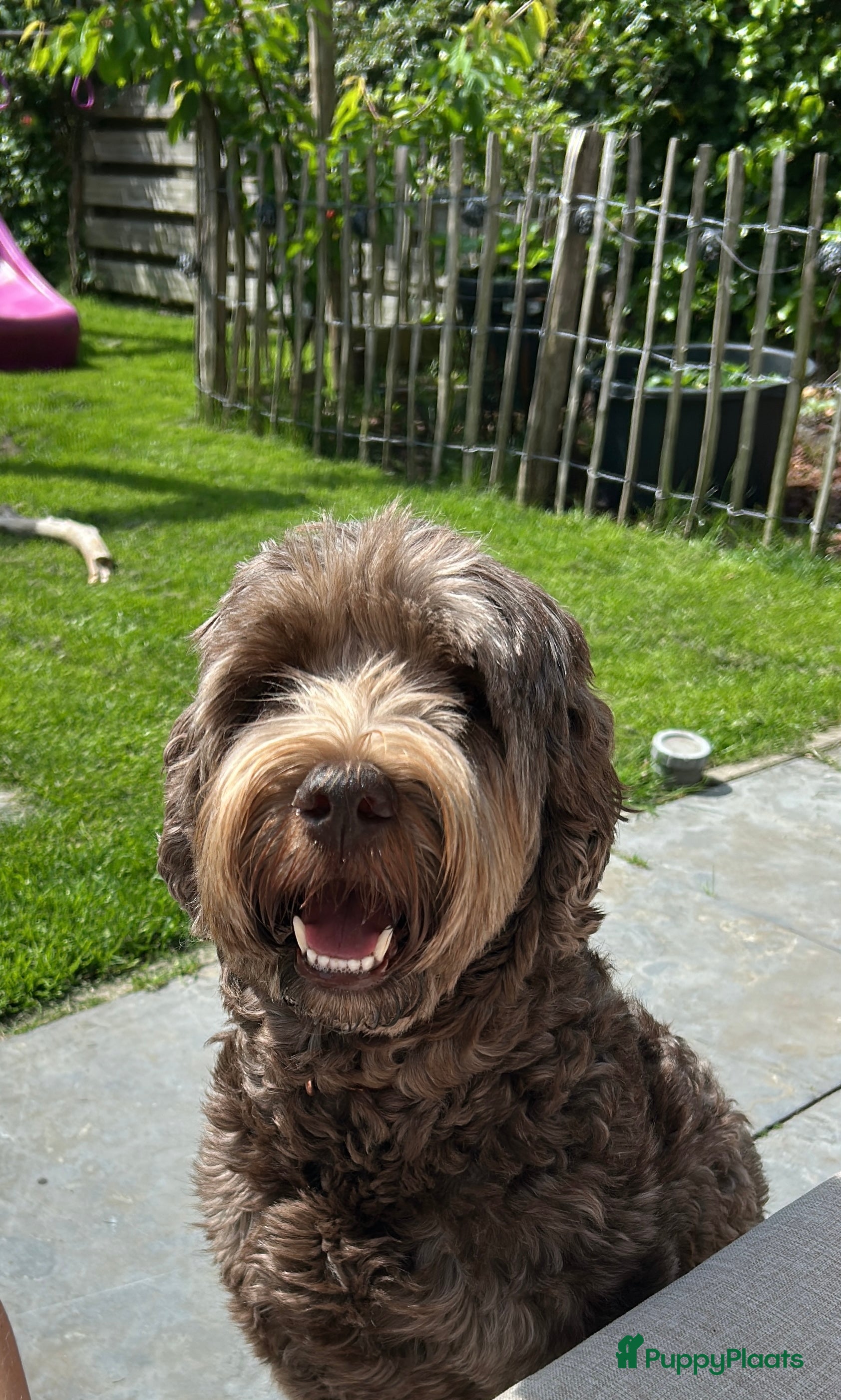 Australian labradoodle ALF2,1 teef/reu beschikbaar te koop in Nieuw ...