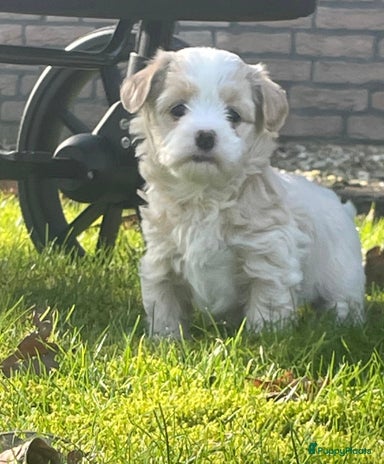 Boomer pups te koop | Puppyplaats