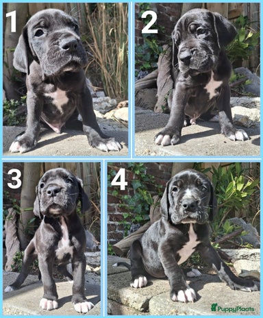 Deense Dog pups te koop | Puppyplaats