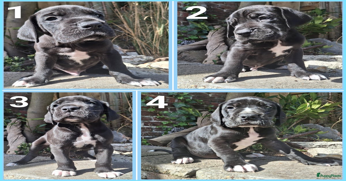 Duitse Dog puppy's Deense Doggen pups puppies nest te koop in Yerseke ...