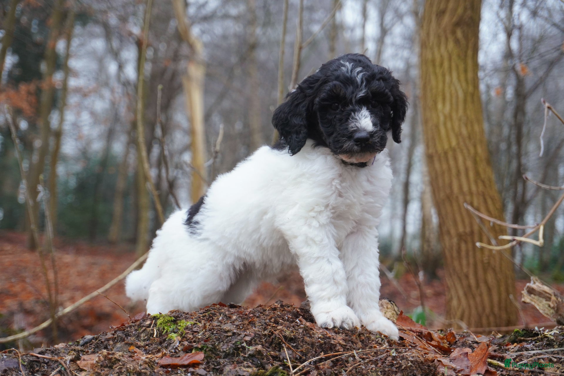 Poedel pups te koop | Puppyplaats