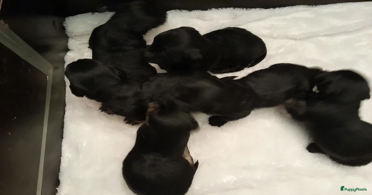 Cesky Terriër Pups te koop in Woerden | Puppyplaats