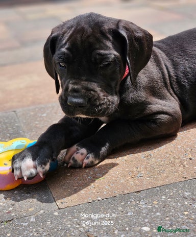 Deense Dog pups te koop | Puppyplaats