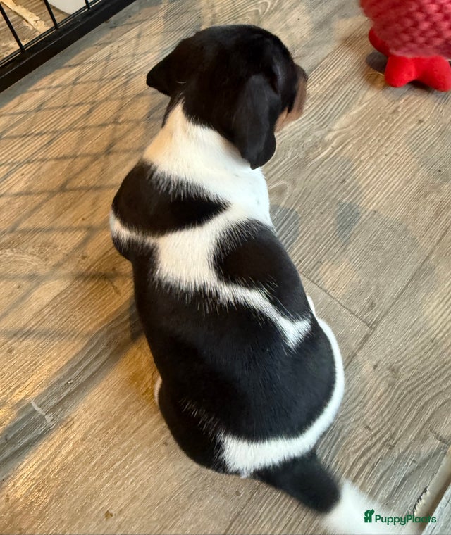 Piebald dwergteckel pups te koop in Ichtegem | Puppyplaats