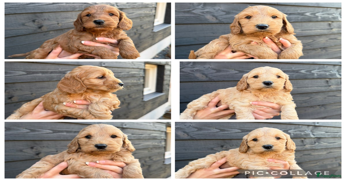 Prachtige Cockapoo pups beschikbaar! te koop in Son | Puppyplaats
