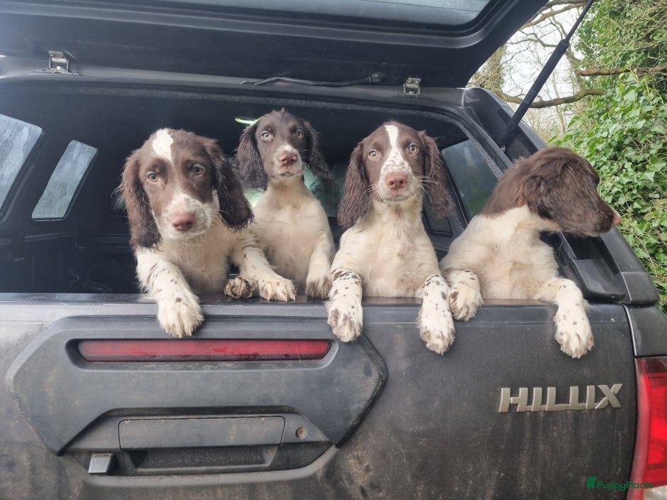 Engelse Springer Spaniel Honden Ras: Karakter, Levensduur & Prijs ...