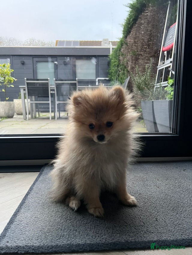 Schattige Pomeranian reu pup – 3 maanden te koop in Zoetermeer ...