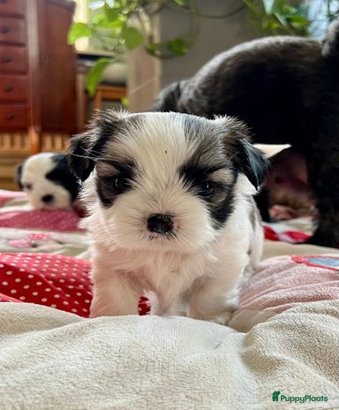 Boomer pups te koop | Puppyplaats