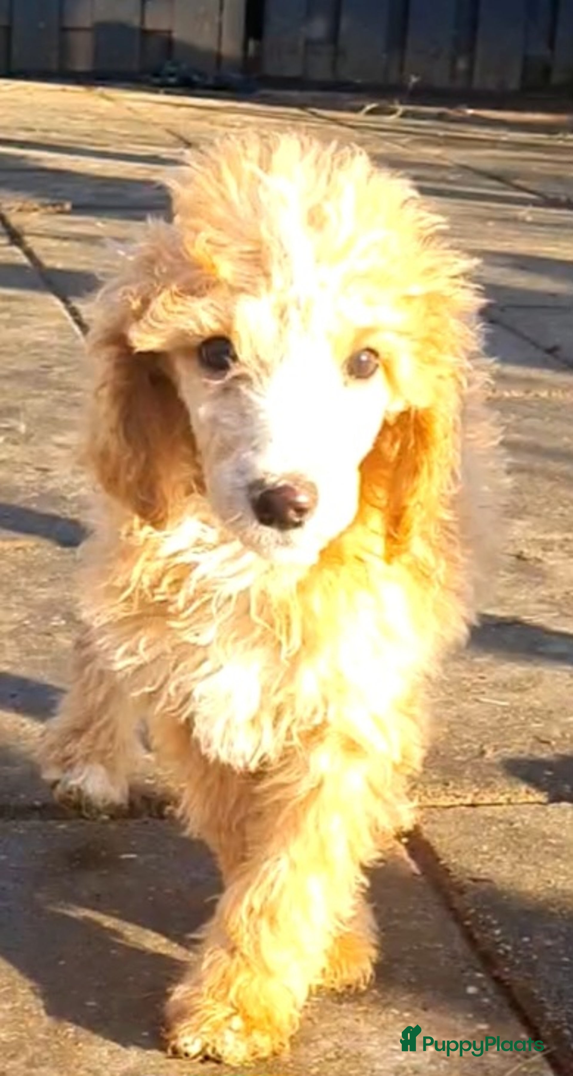 Poedel pups te koop | Puppyplaats
