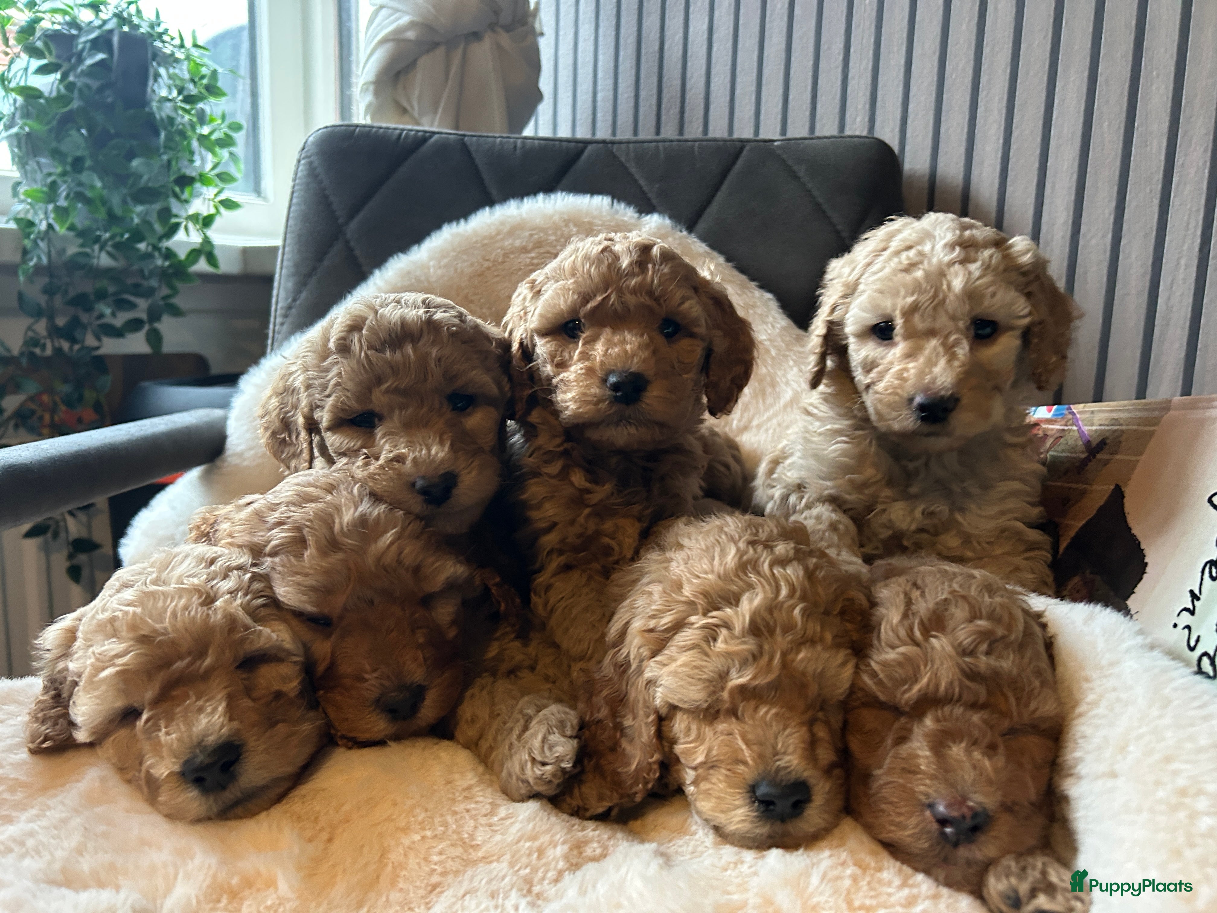 Kleine Labradoodle pups te koop | Puppyplaats