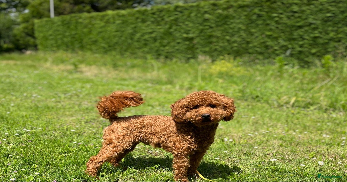 toy/dwerg poedel dekreu ter dekking in Etten-Leur | Puppyplaats