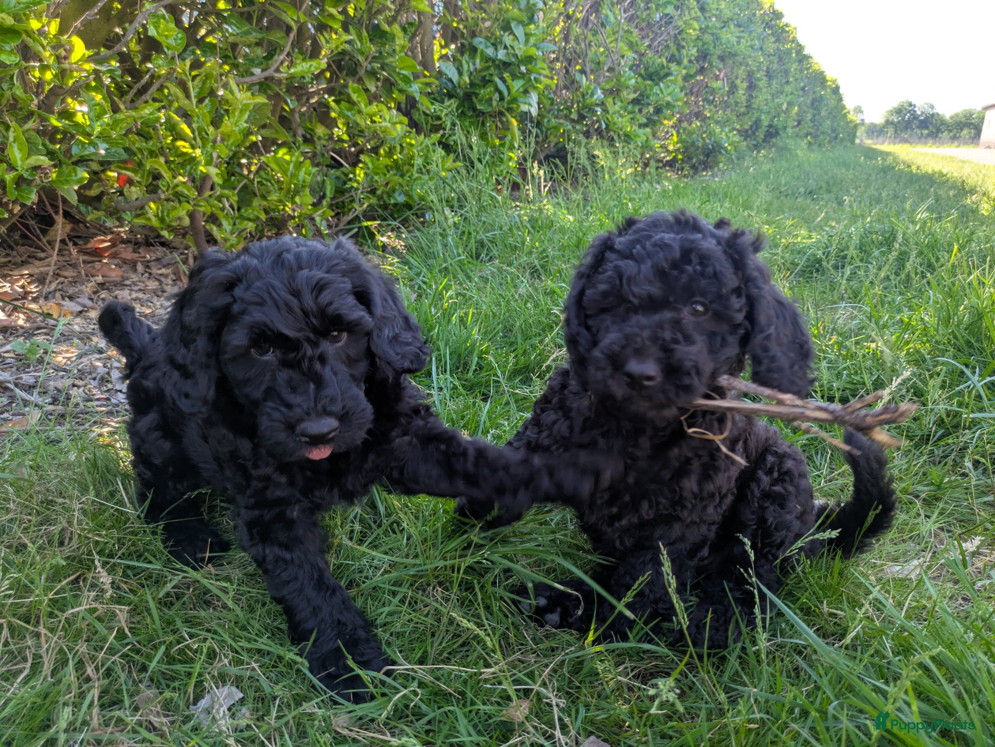 lieve zwarte Labradoodles te koop in Sint-Oedenrode | Puppyplaats