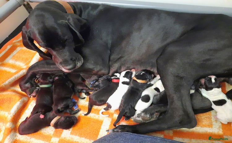 Deense Dog pups te koop | Puppyplaats