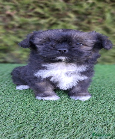 Boomer pups te koop | Puppyplaats