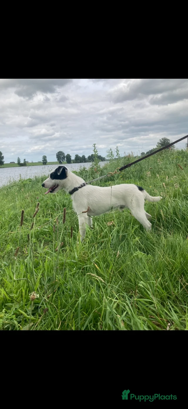Mooie Parson russell terriër pup te koop in Sprang-Capelle | Puppyplaats