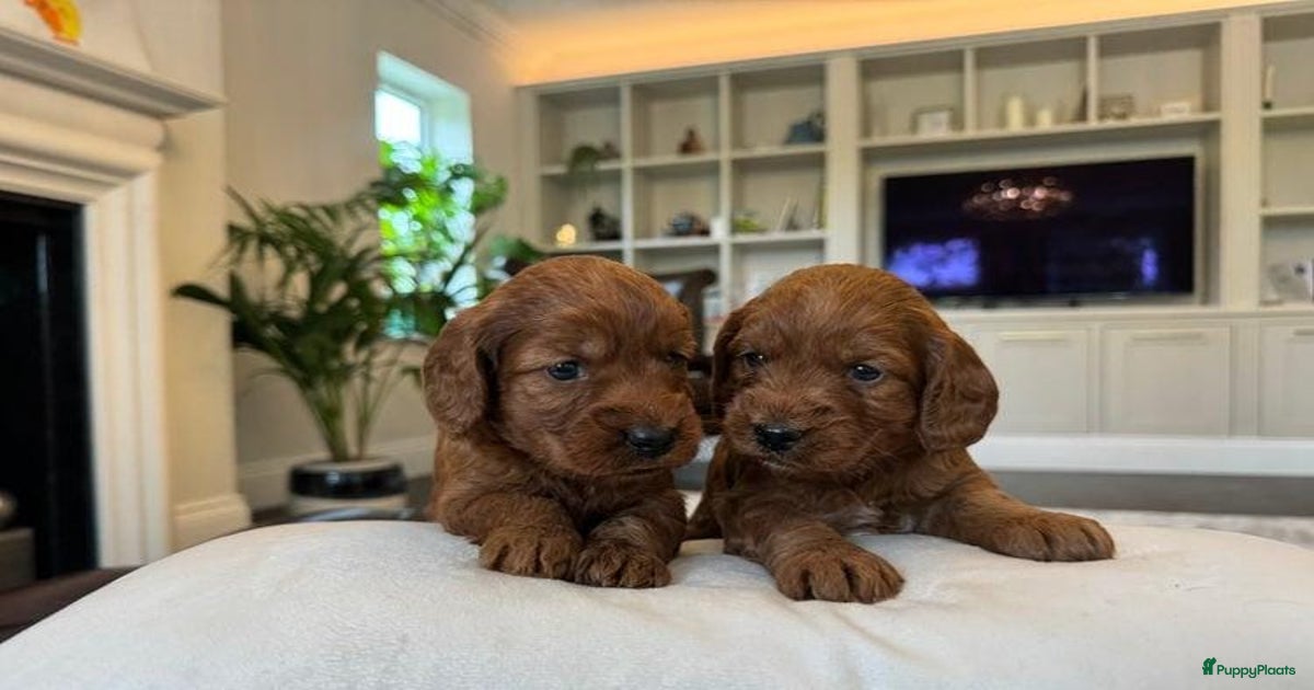 Prachtige Fox Red Cockapoos, 3 teefjes en 1 reutje te koop in Almelo | Puppyplaats