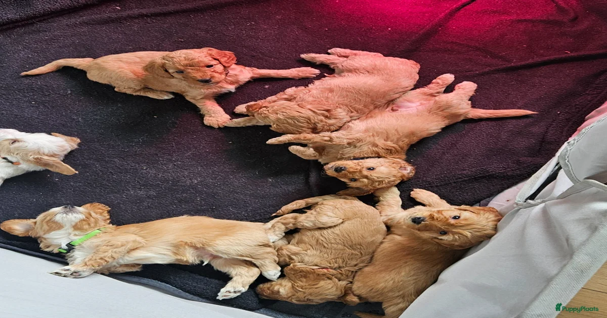 Nederlandse hond Kruising Pups te koop | Puppyplaats