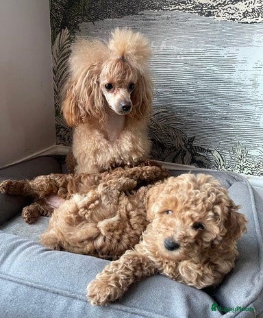 Toy Poedel pups te koop | Puppyplaats