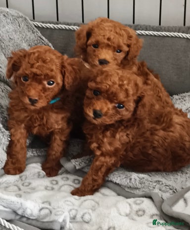 Toy Poedel pups te koop | Puppyplaats