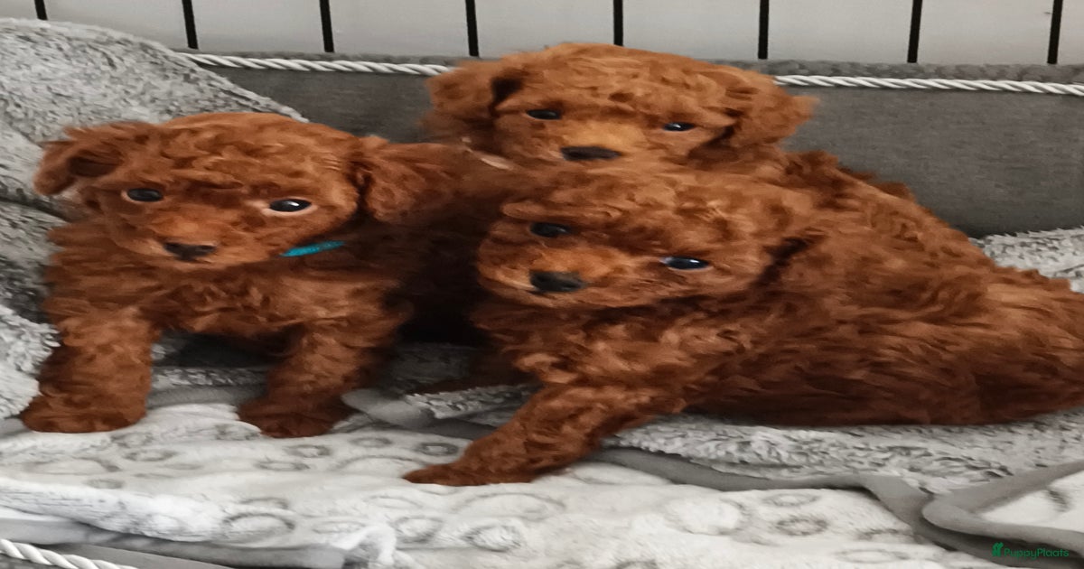 Prachtig rode Toypoedel pup teefjes te koop in Alphen aan den Rijn | Puppyplaats