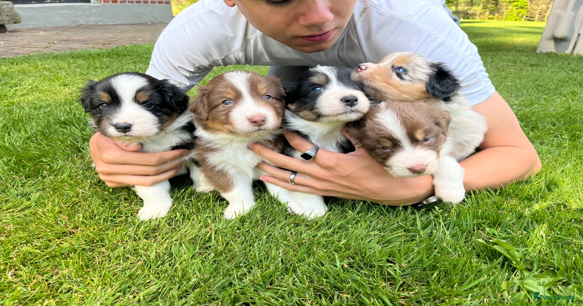 Australian shepherd pups met stamboom! te koop in Rossum | Puppyplaats