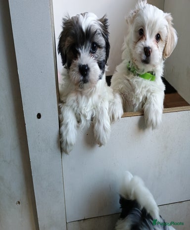 Boomer pups te koop | Puppyplaats