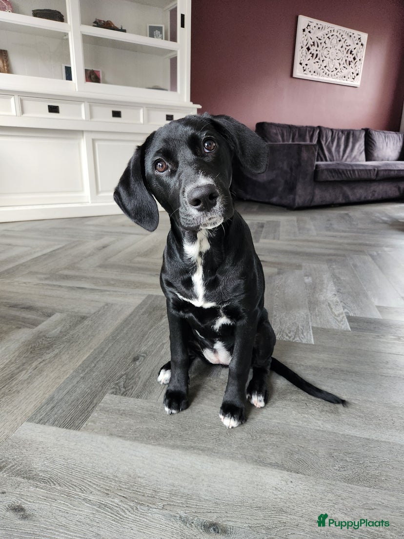 Lieve Goldmation pup van 4 maanden oud te koop in Zaandijk | Puppyplaats