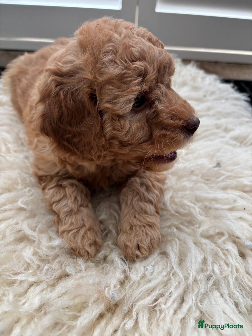 Toypoedel pups te koop in Zaandam | Puppyplaats
