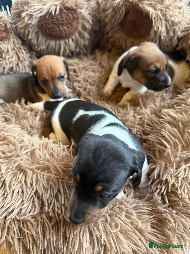 Piebald dwergteckel pups te koop in Ichtegem | Puppyplaats