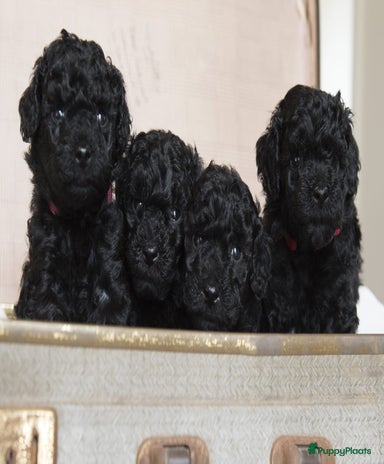 Toy Poedel pups te koop | Puppyplaats