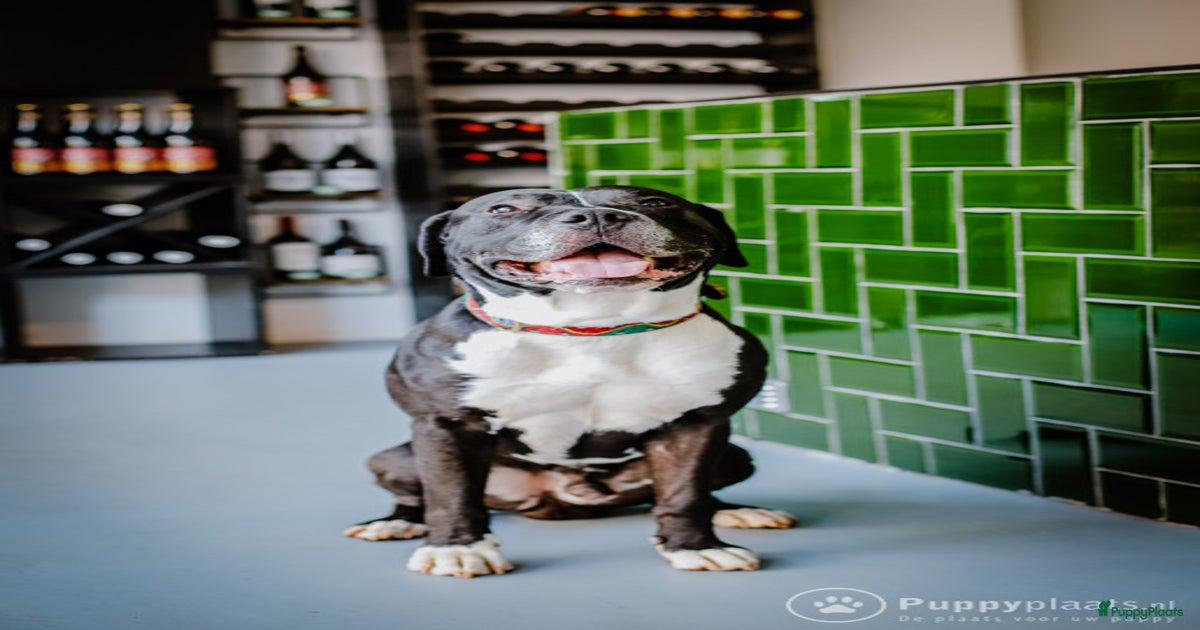 Prachtige stevige Pitbull/Argentijnse dog met zacht karakter aangeboden ...