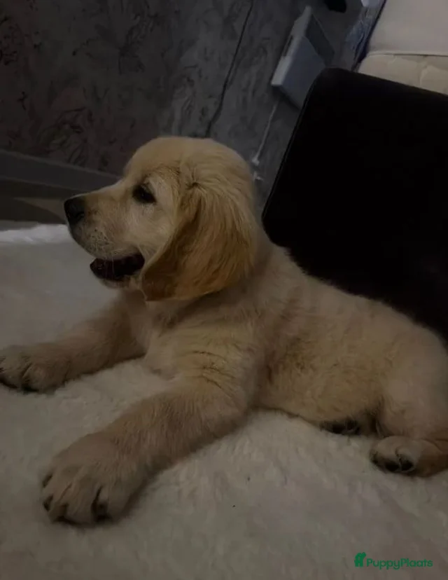 Golden Retriever pups te koop in Rotterdam | Puppyplaats