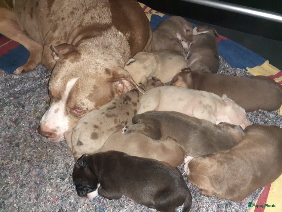 Amerikaanse Bully pups te koop | Puppyplaats