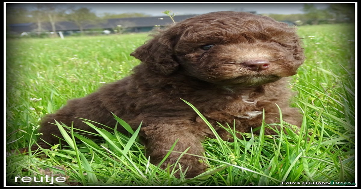 Boompoo Boomer x Poedel kruising pups te koop in | Puppyplaats